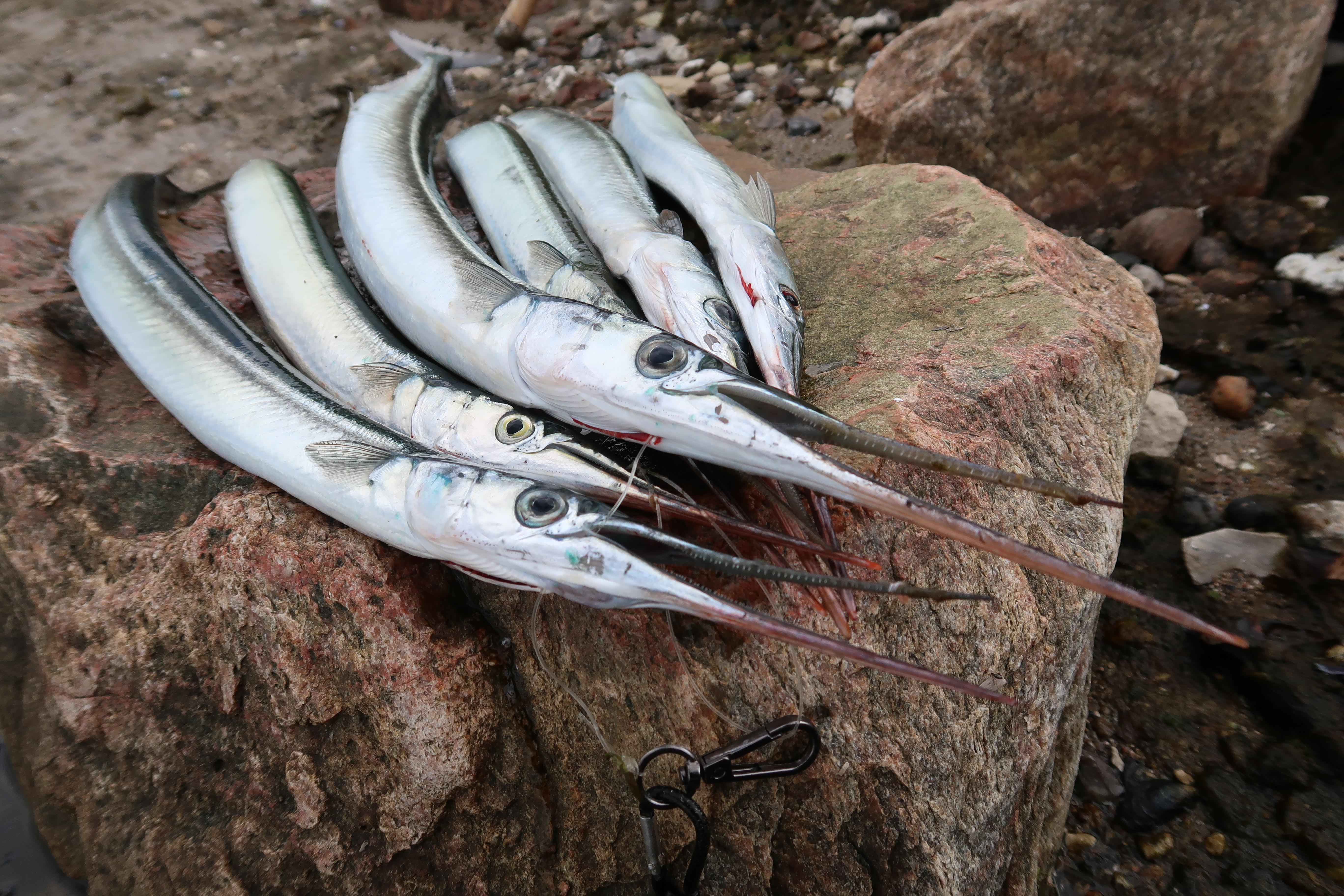 Få en hornfisk på krogen sammen med familien lørdag d. 6. maj ...