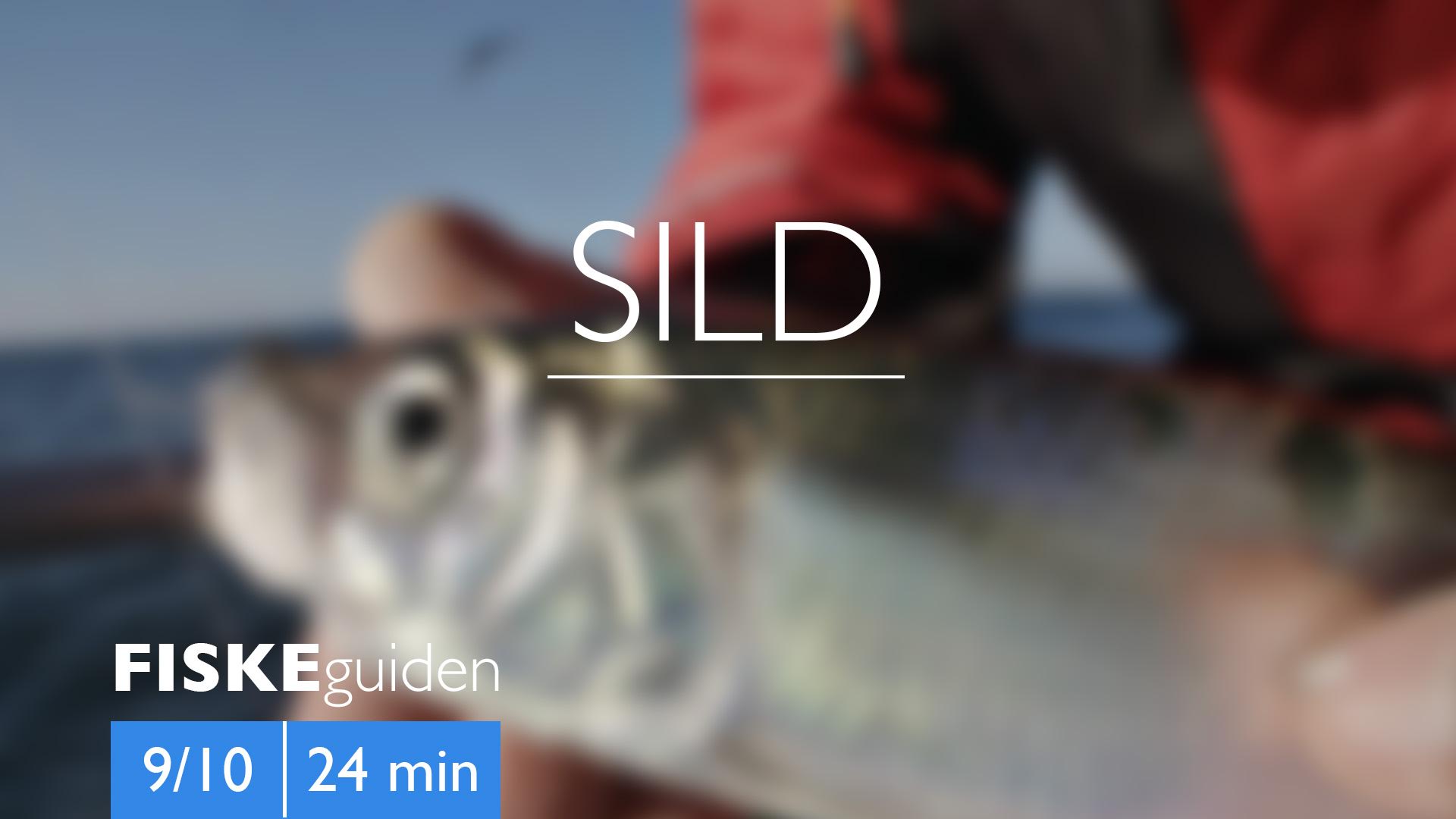 FISKEguiden 9/10 - Sild på menuen - Fishing Zealand